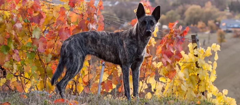 Dutch Shepherd dog breed characteristics and facts