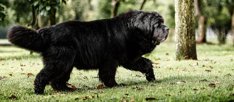 Newfoundland dog breed characteristics and facts